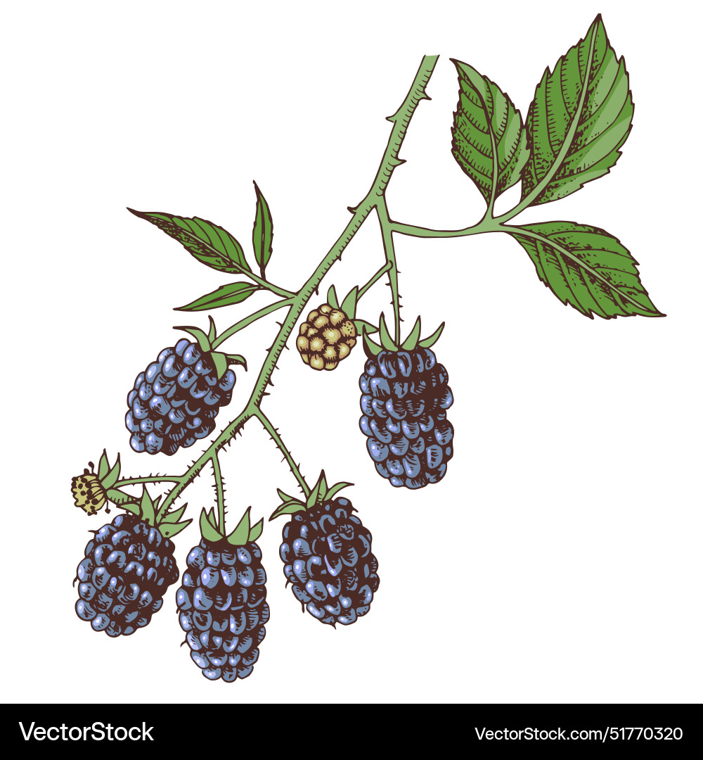 Blackberries branch with ripe berries Royalty Free Vector
