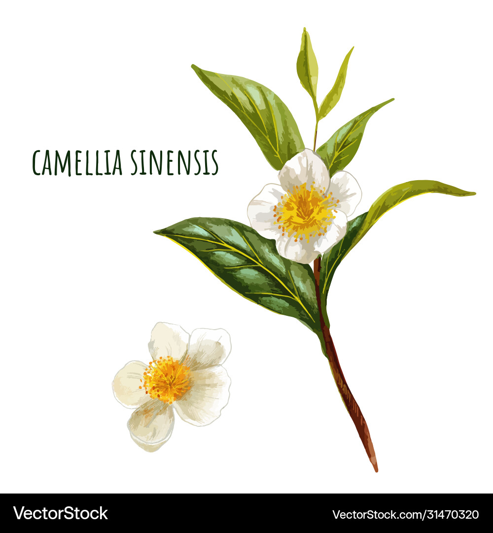 Green Tea Branch with Camellia Flowers Royalty Free Vector