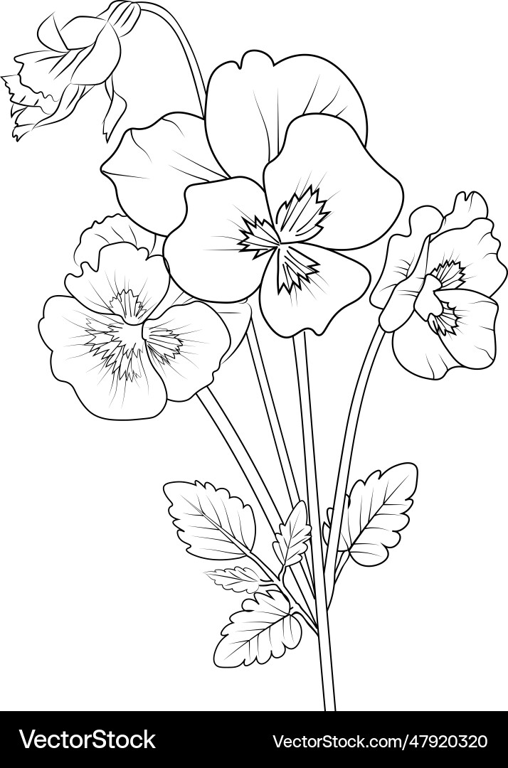 Pansy Plant Drawing Pansy Line Drawing." Pin For Sale By