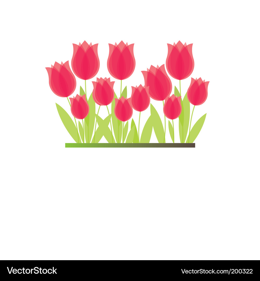 Tulips Royalty Free Vector Image - VectorStock