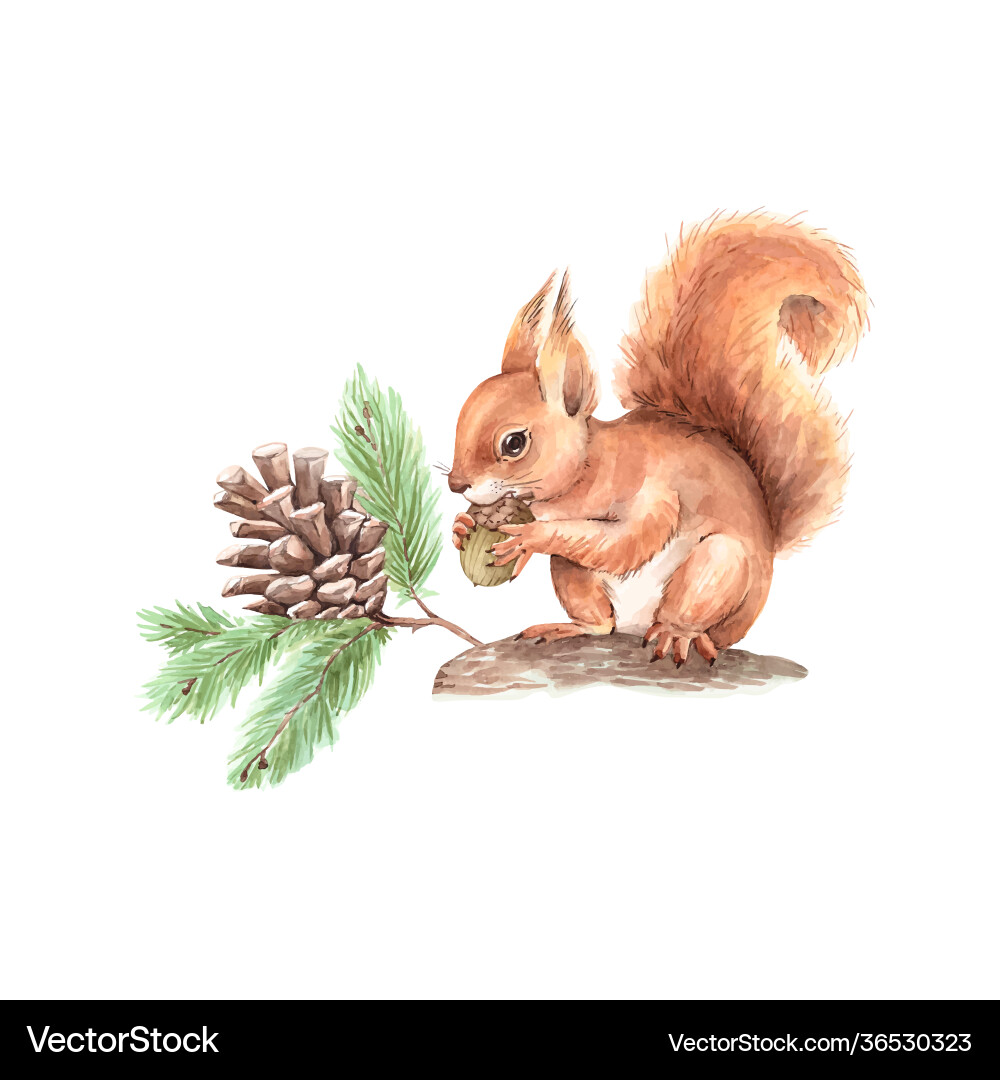 Forest animal squirrel on a tree Royalty Free Vector Image