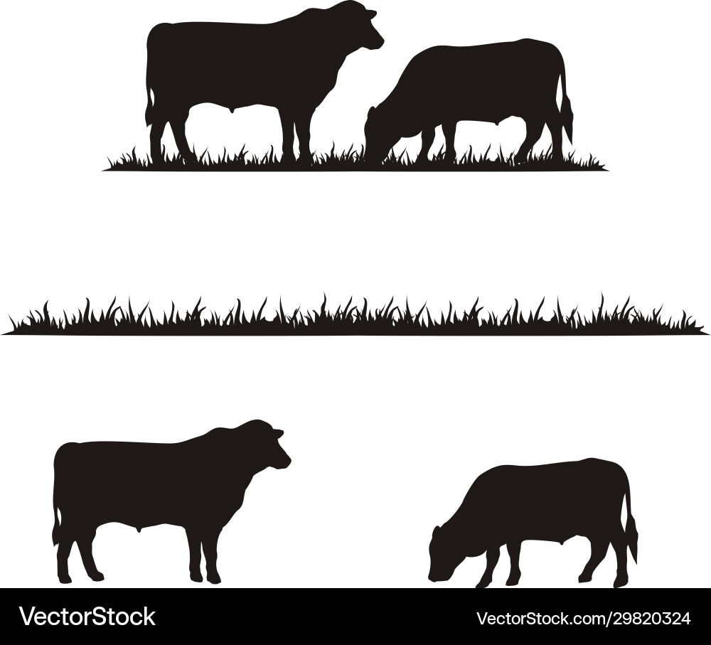 Angus Cattle Farm Logo Royalty Free Vector Image