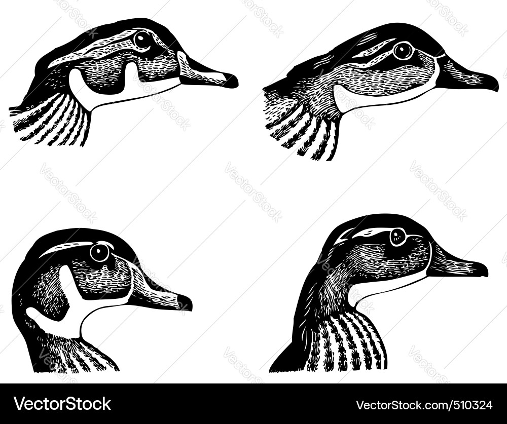 Ducks faces Royalty Free Vector Image - VectorStock
