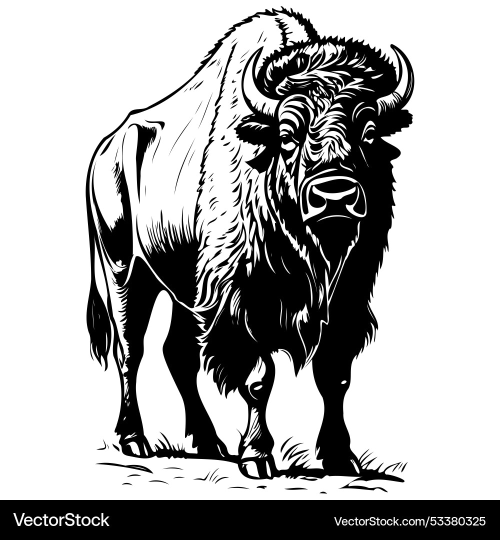 Bison hand drawn animal transparent background Vector Image