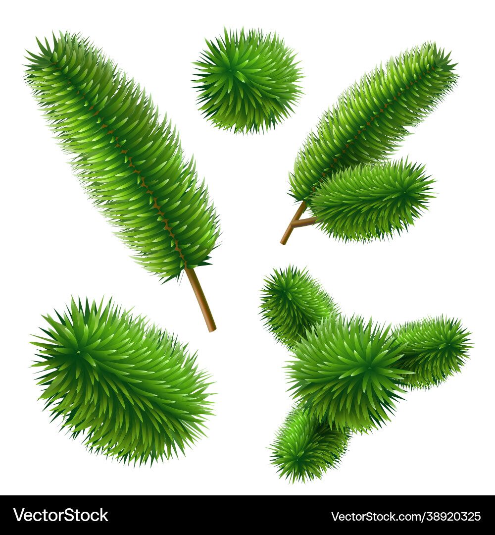 Realistic spruce pine tree branch set Royalty Free Vector