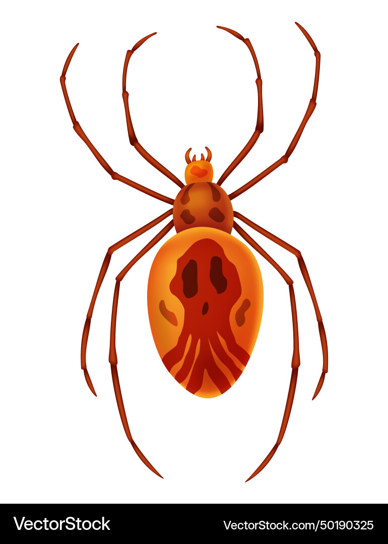 Spider dangerous wild insect symbol spooky Vector Image