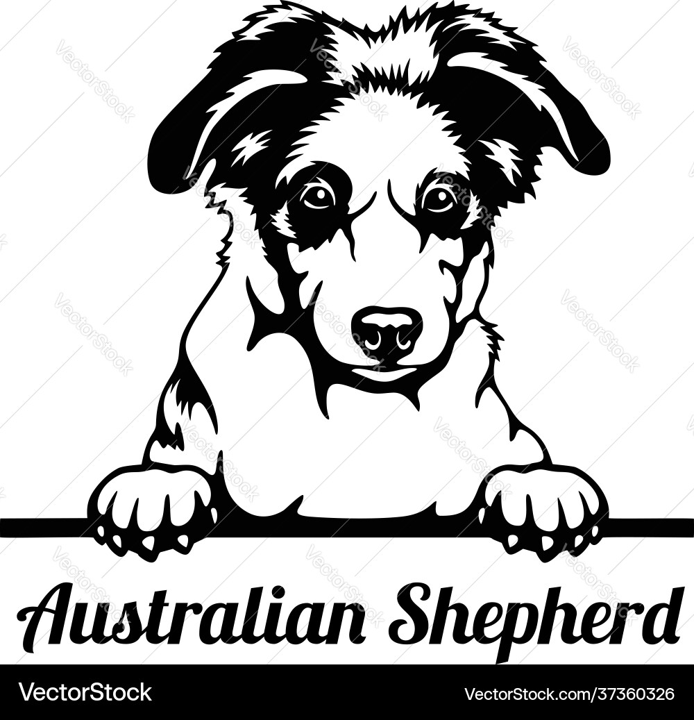 Australian Shepherd Head - Peeking Dog Royalty Free Vector