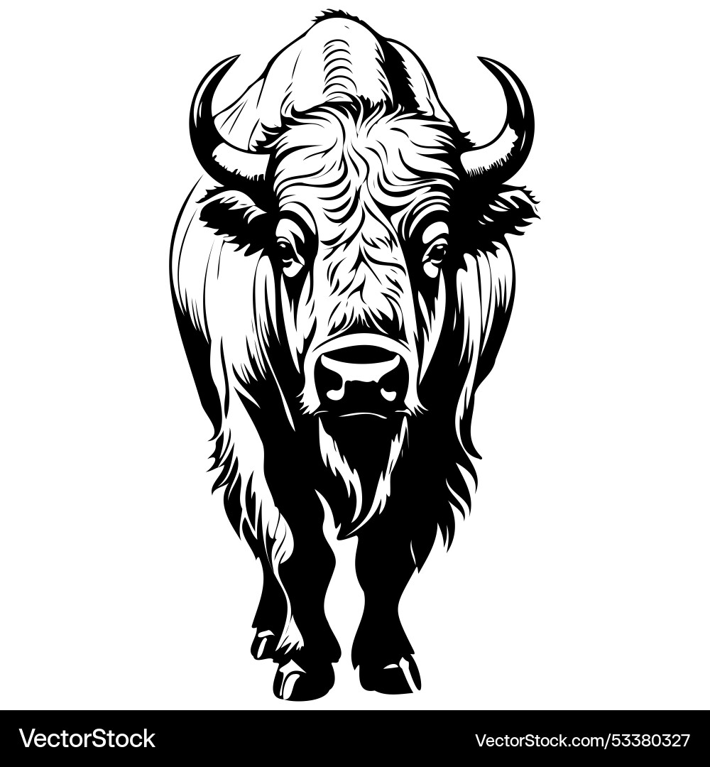 Bison isolated hand drawn animal transparent Vector Image