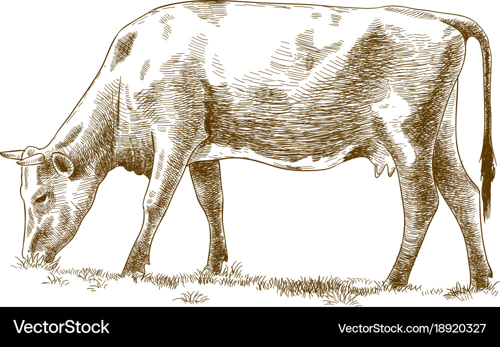 Engraving of cow Royalty Free Vector Image - VectorStock