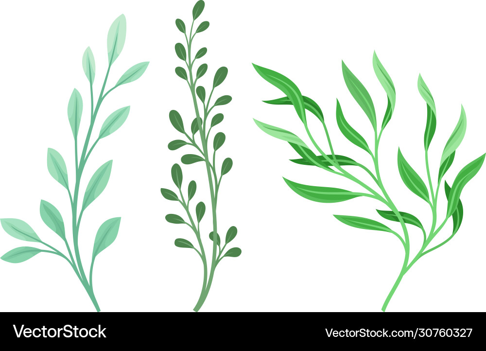 Green branches and sprigs with leaves Royalty Free Vector
