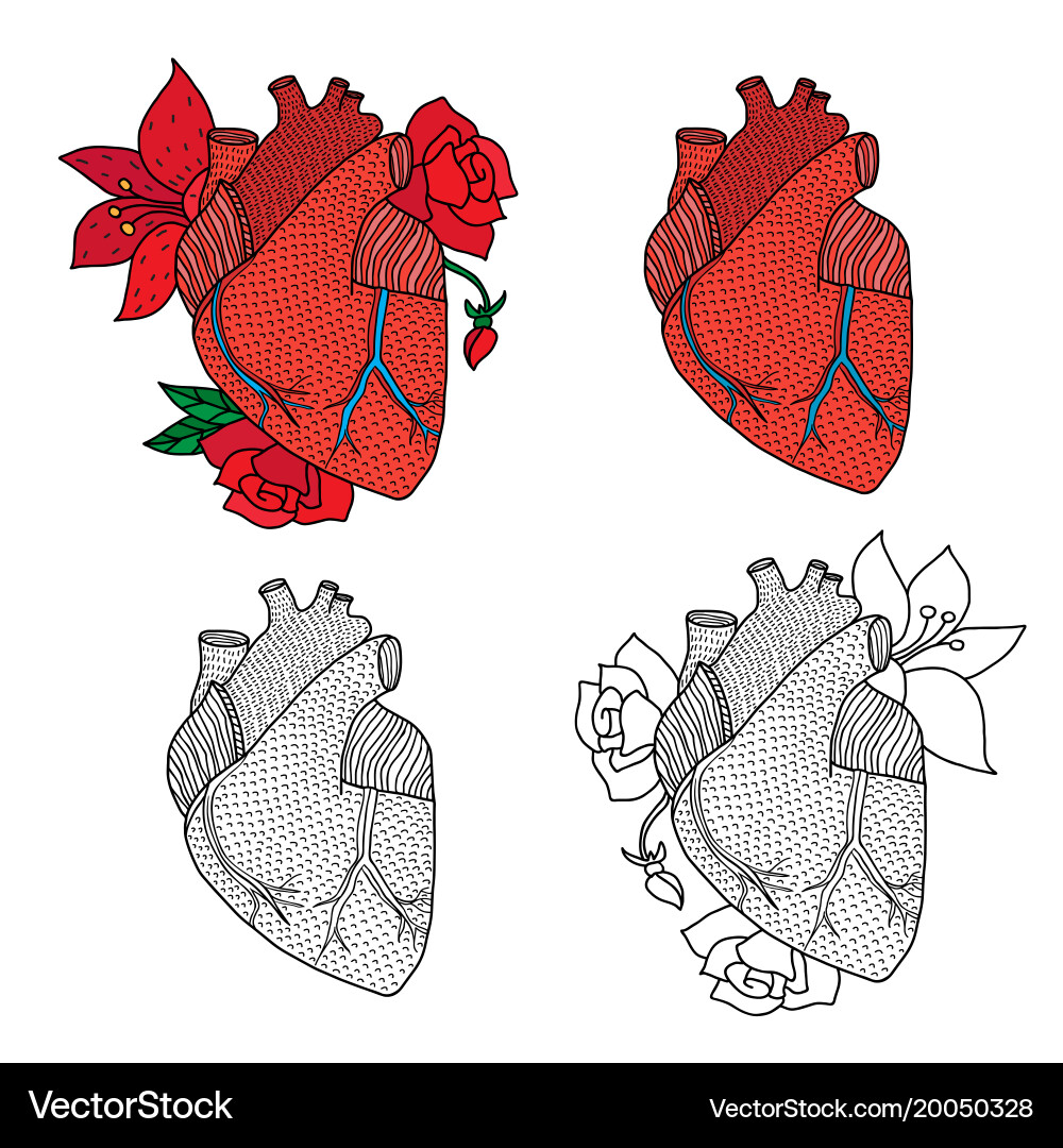 Human heart isolated Royalty Free Vector Image