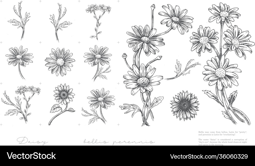 Daisy flower hand drawn set Royalty Free Vector Image