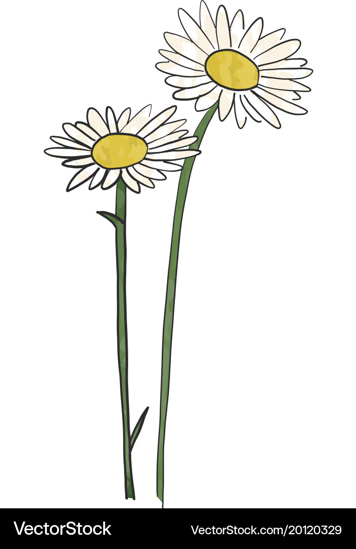 Hand drawn daisy flower Royalty Free Vector Image