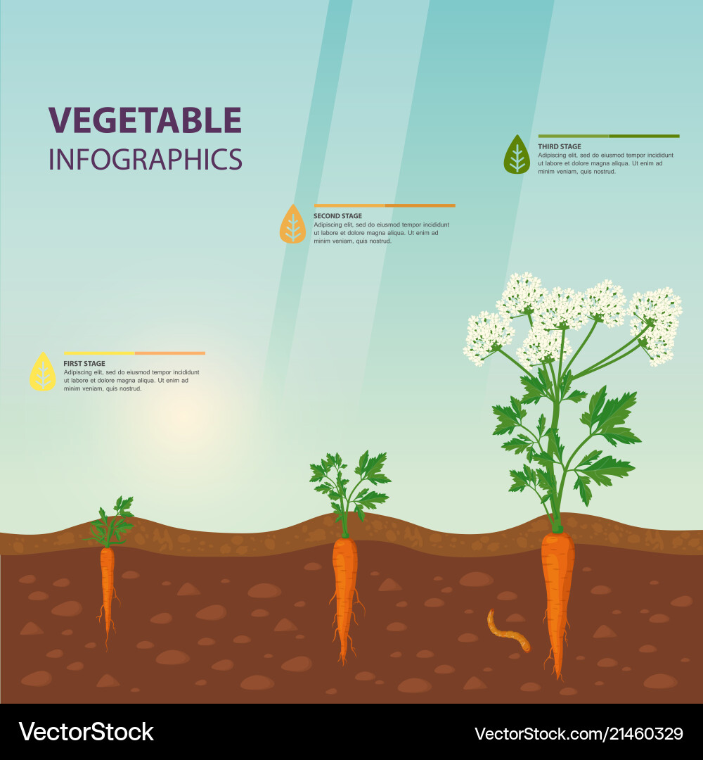 Infographic for carrot growing stages Royalty Free Vector