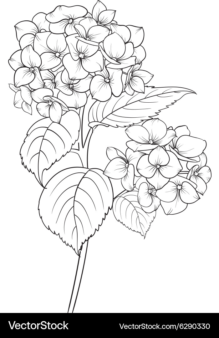 Blooming flower hydrangea Royalty Free Vector Image