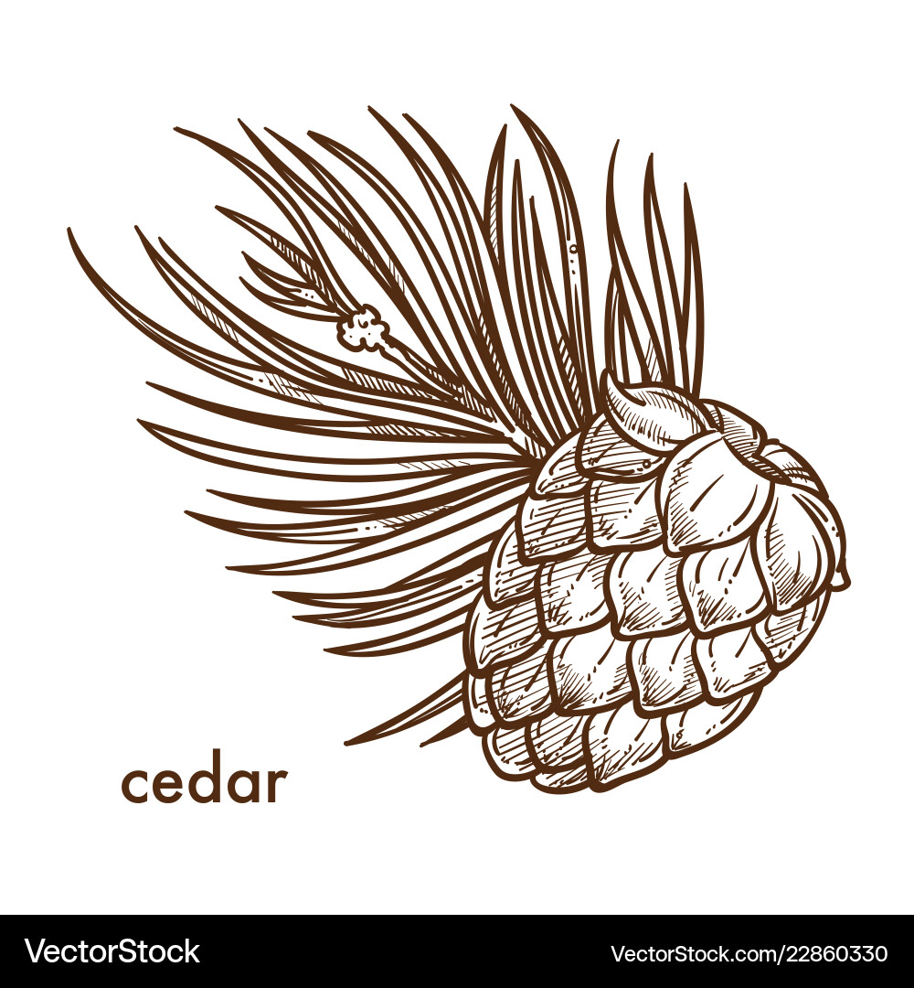 Cedar tree branch and cone monochrome sketch Vector Image