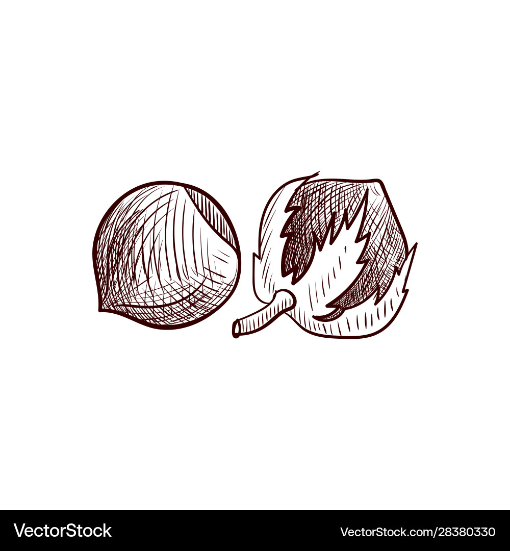 Drawing hazelnuts Royalty Free Vector Image - VectorStock