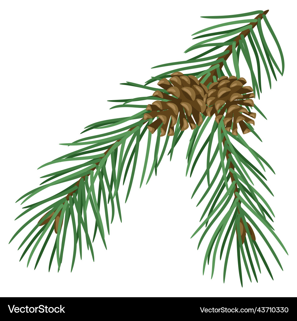 Spruce branch with cones merry Royalty Free Vector Image