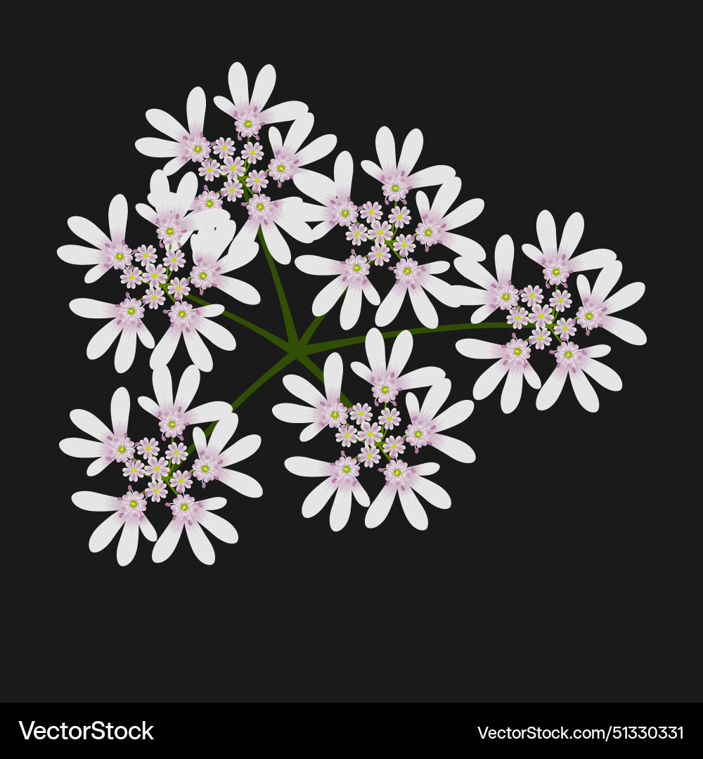 Inflorescence of a coriander plant Royalty Free Vector Image