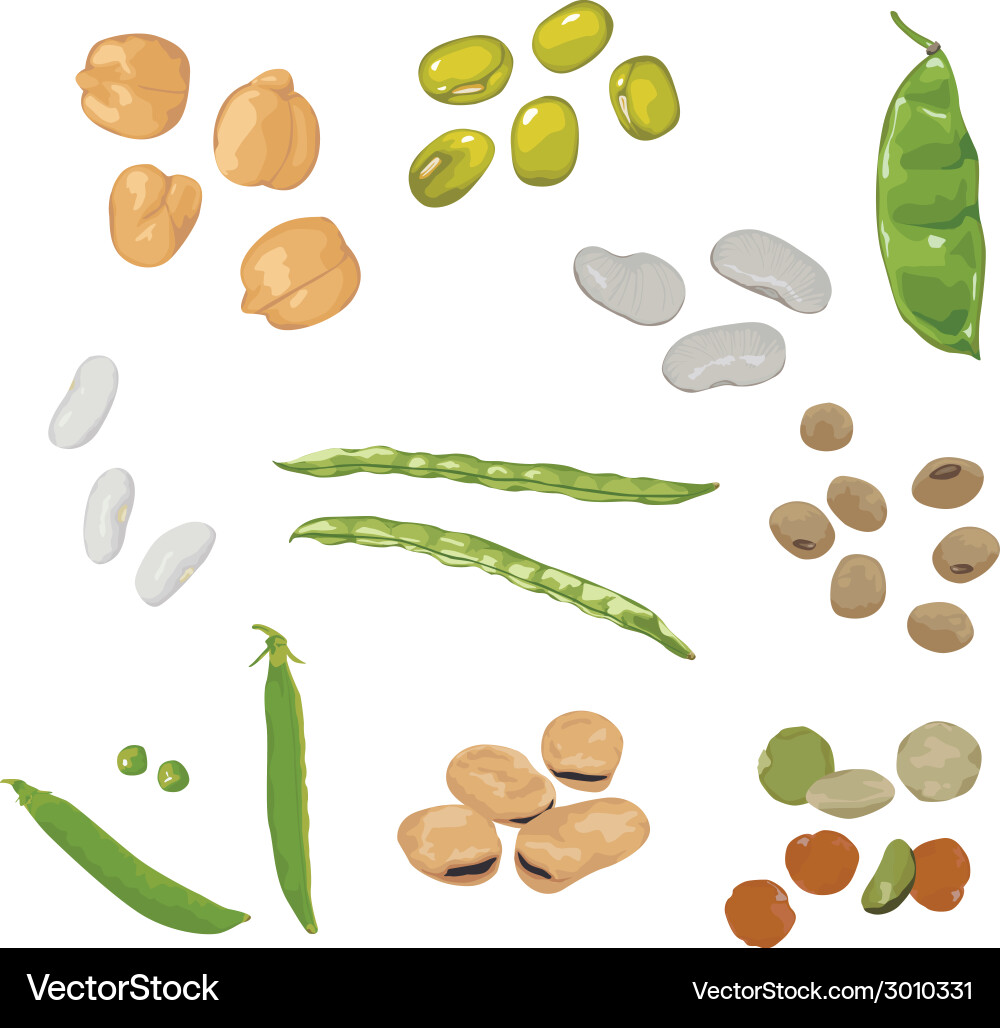 Set of different legumes Royalty Free Vector Image