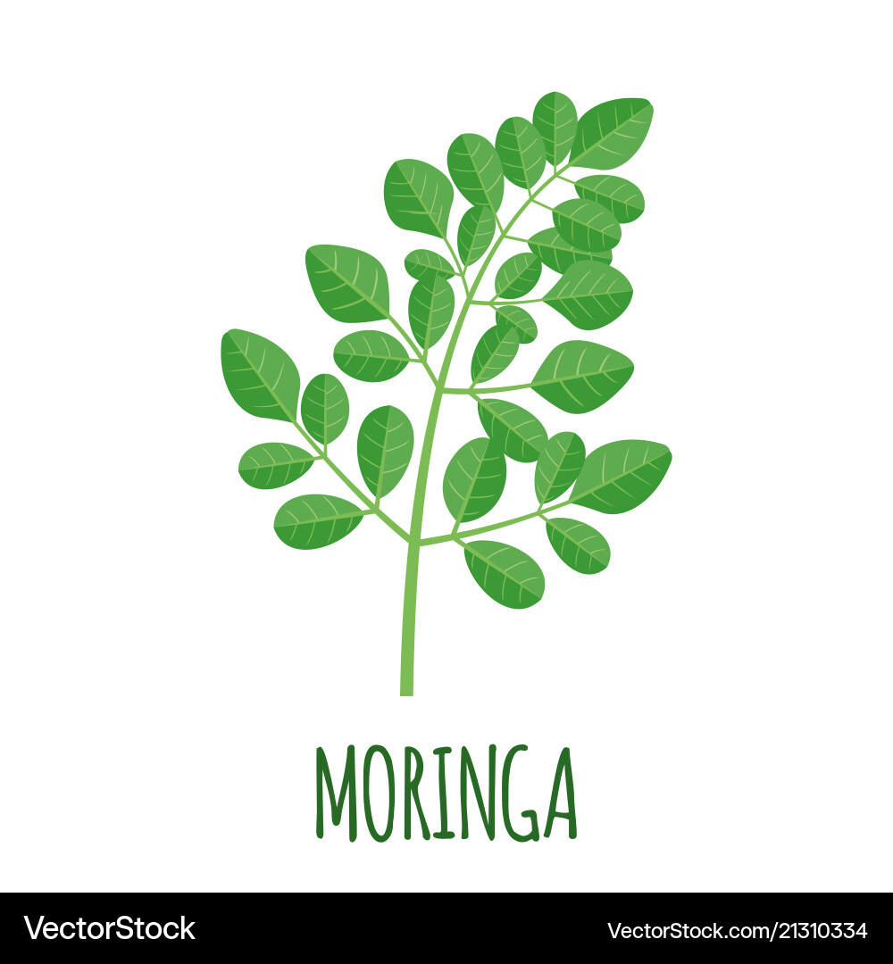 Moringa icon in flat style isolated on white Vector Image