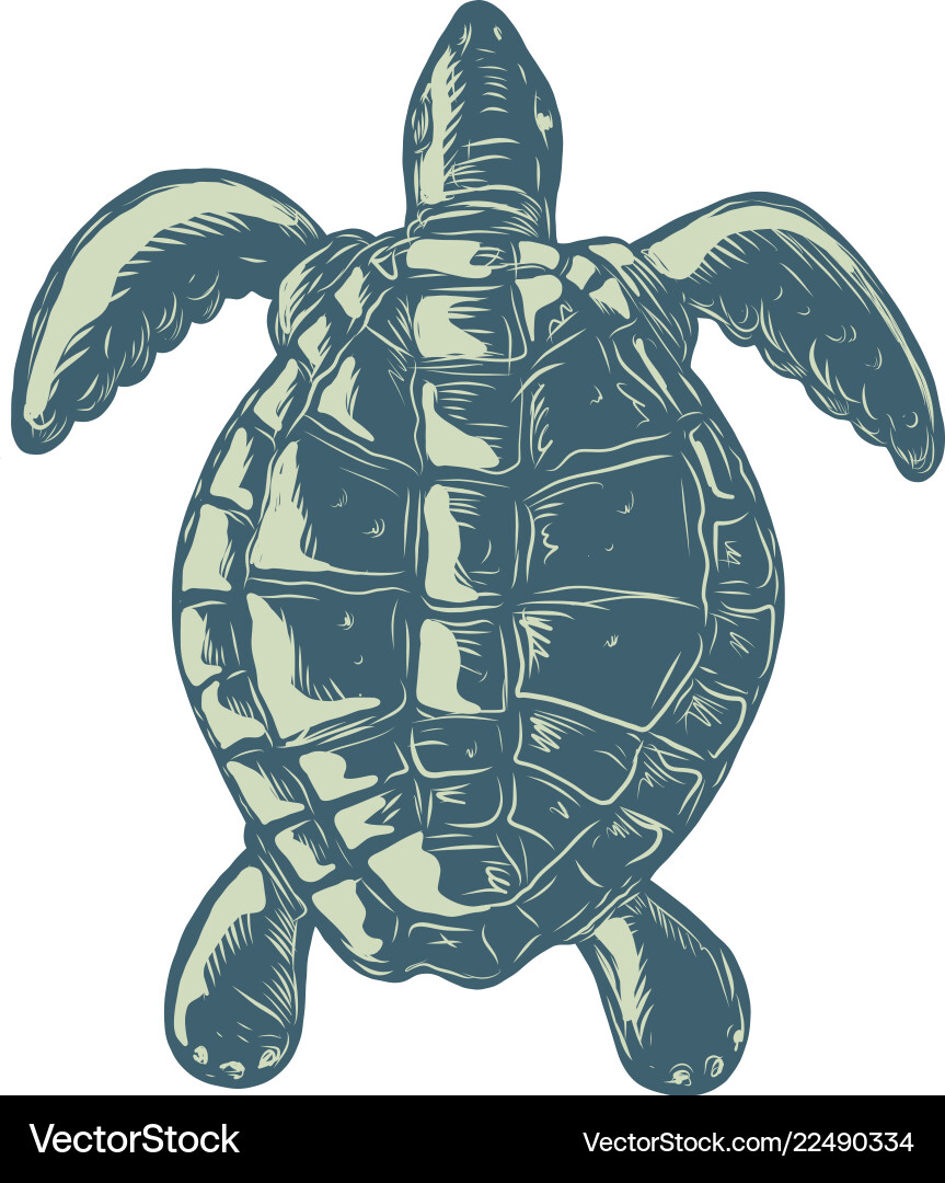 Sea turtle top view scratchboard Royalty Free Vector Image