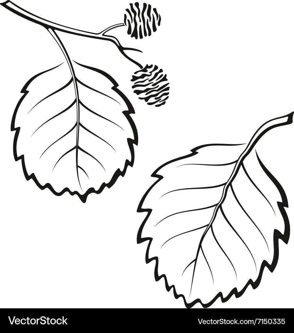 Alder leaves pictograph set Royalty Free Vector Image
