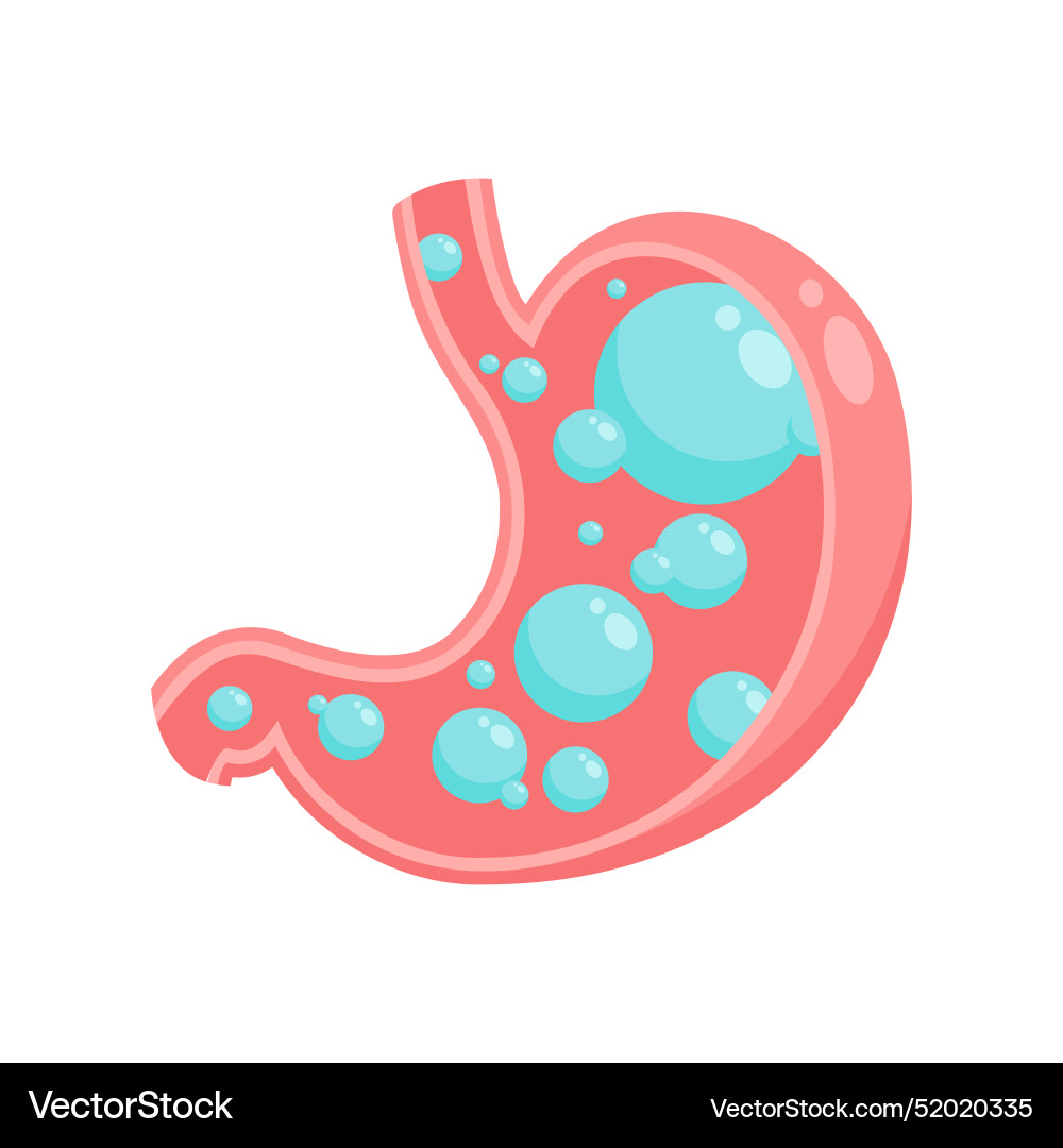 Bloated stomach Royalty Free Vector Image - VectorStock