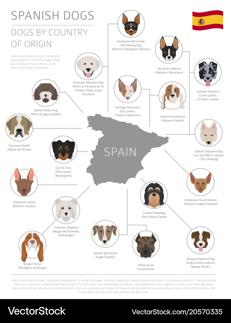Dogs by country of origin spanish dog breeds Vector Image