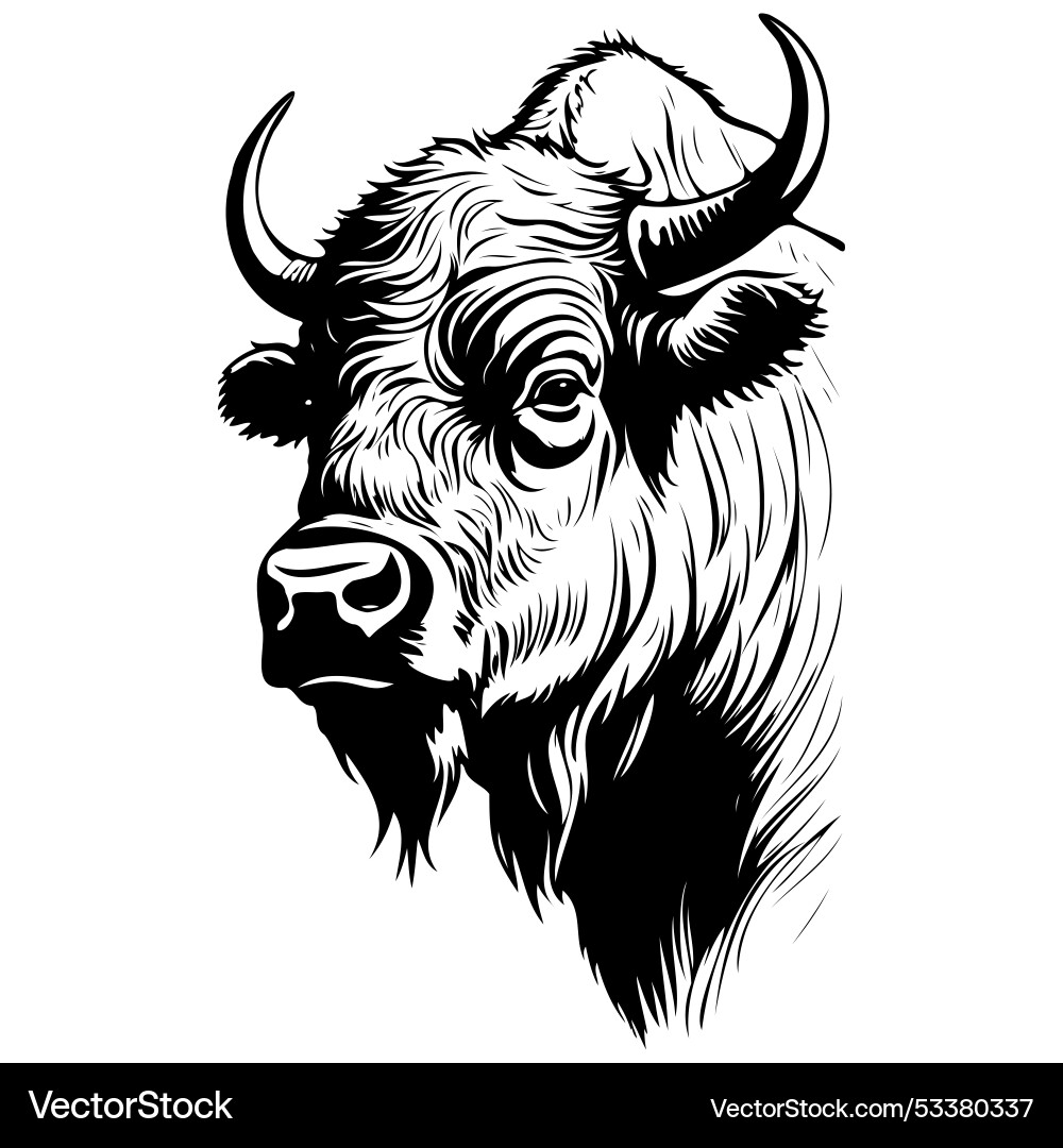 Bison portrait drawing vintage animal image Vector Image