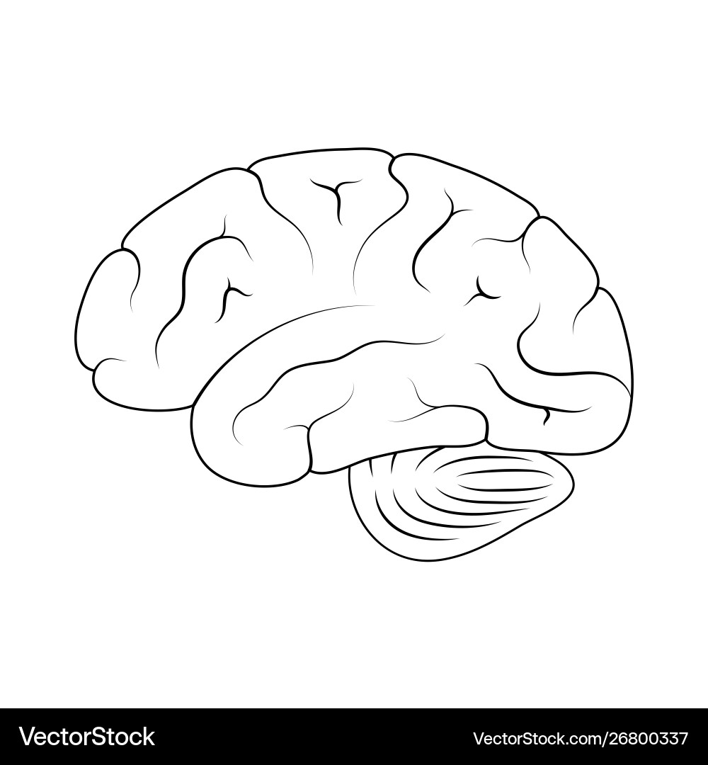 Human brain anatomy Royalty Free Vector Image - VectorStock