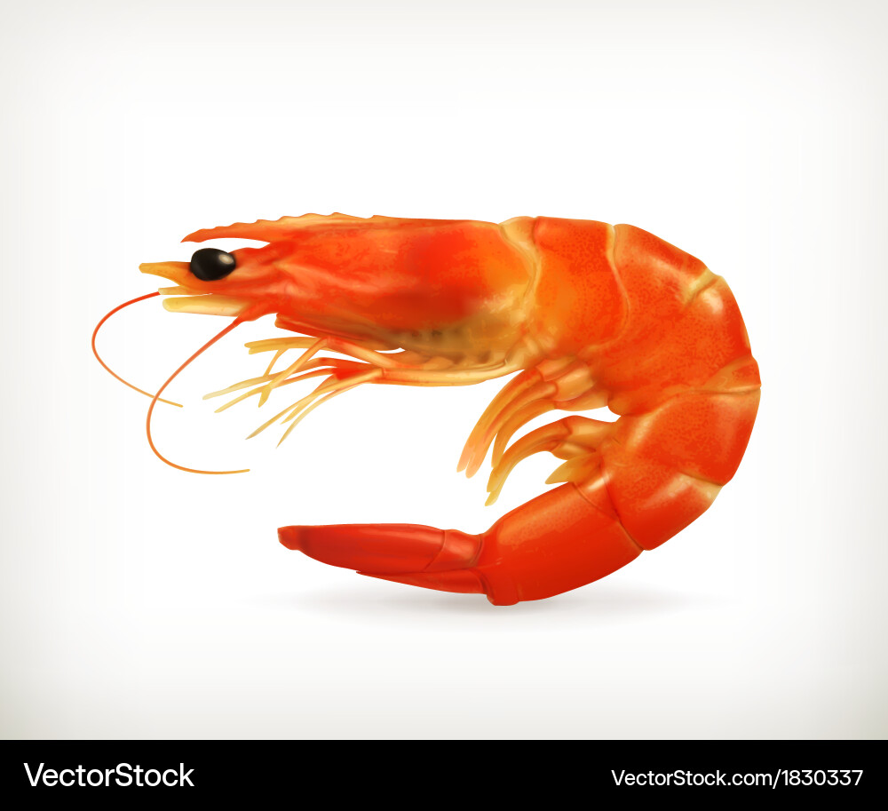 Shrimp Royalty Free Vector Image - VectorStock