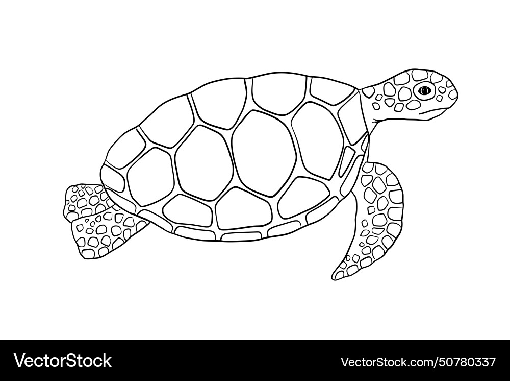 Swimming outline turtle isolated on white Vector Image