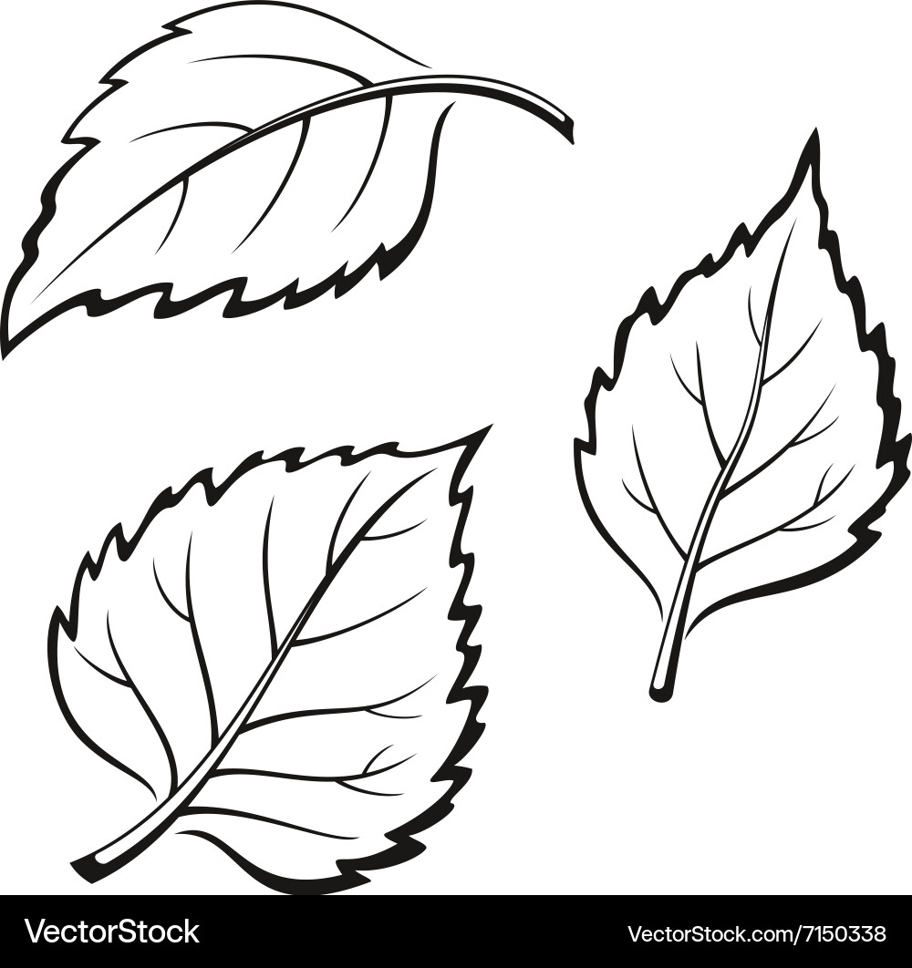 Birch Leaf Pictogram Collection Royalty Free Vector Image