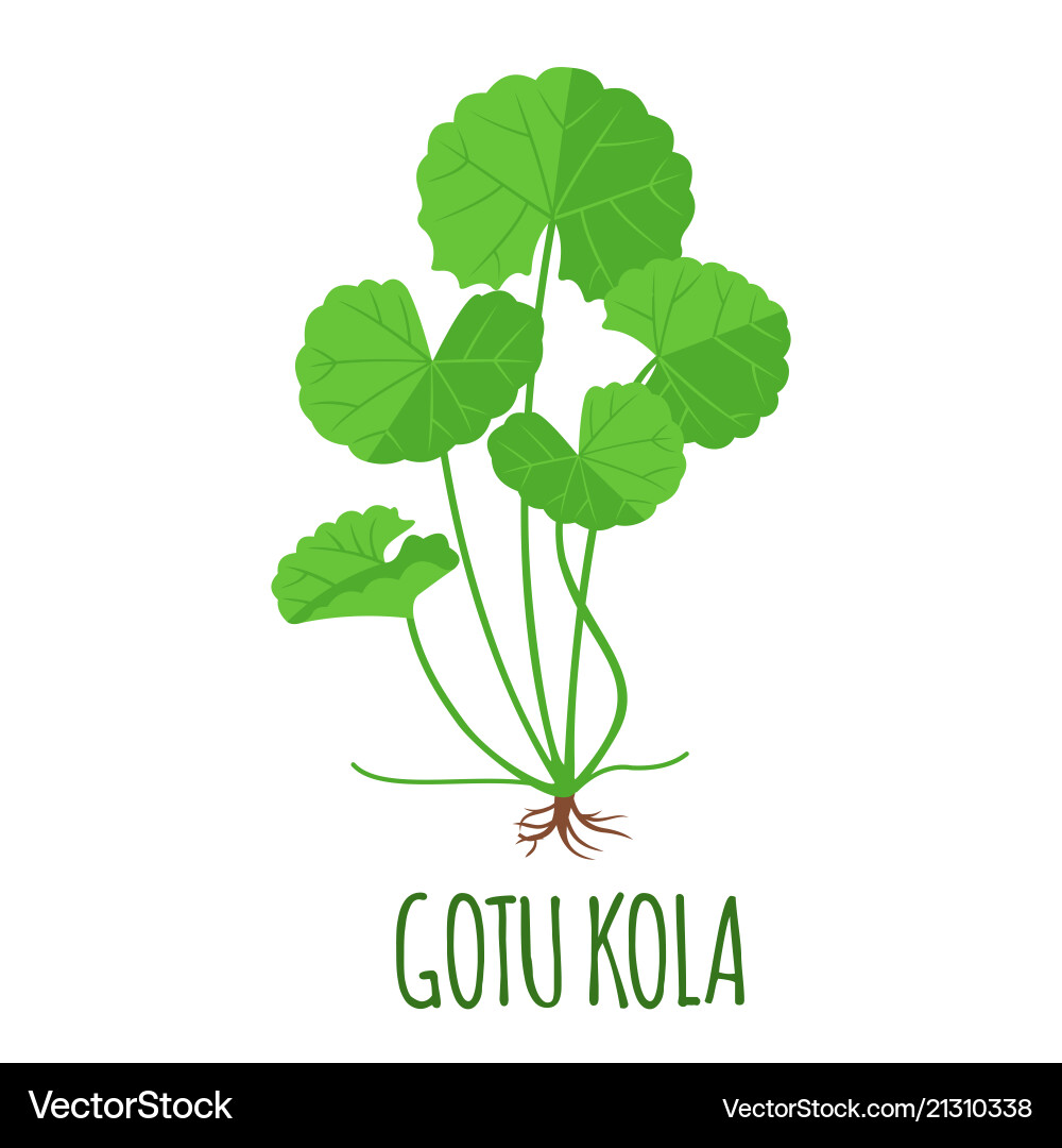 Gotu kola icon in flat style isolated on white Vector Image