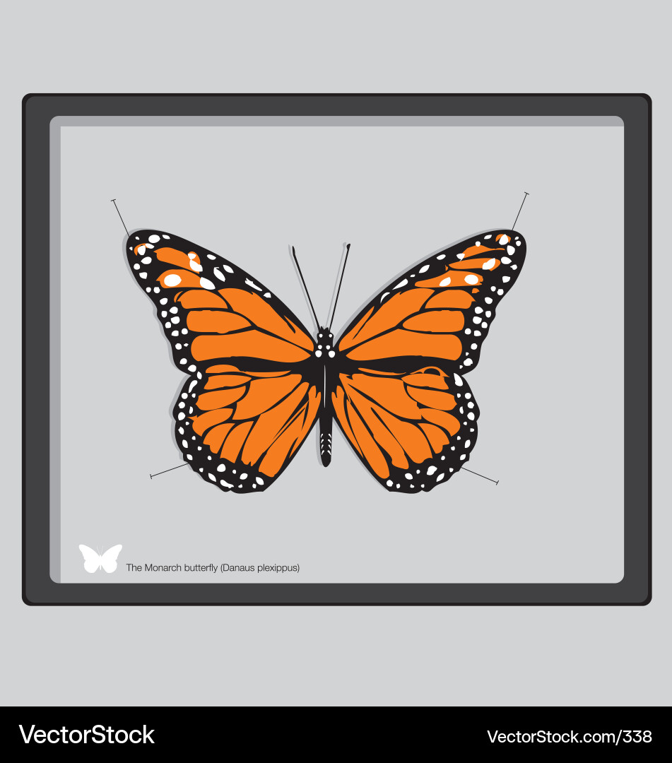 Monarch butterfly Royalty Free Vector Image - VectorStock