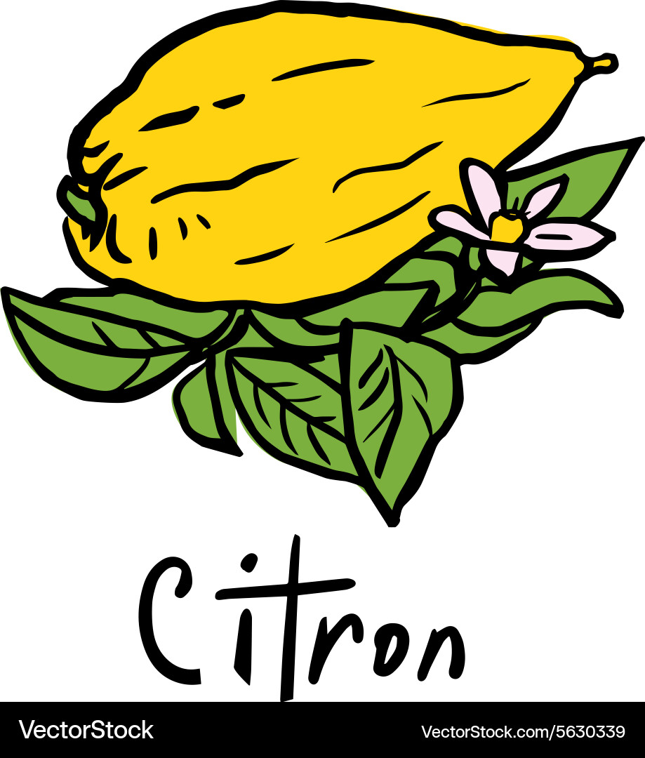 Citron fruit Royalty Free Vector Image - VectorStock