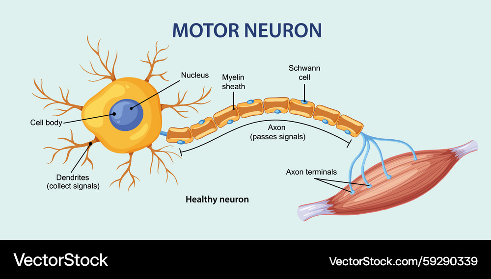 Labeled of a healthy motor neuron connecting Vector Image