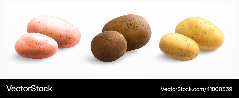 Realistic potato types set Royalty Free Vector Image