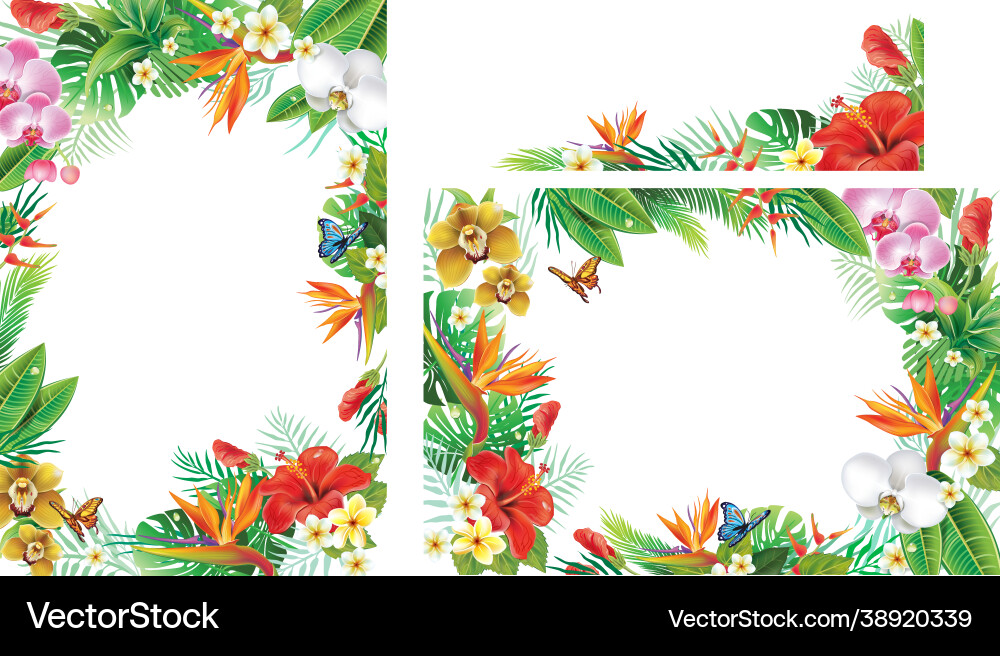 Set with frames and border tropical plants Vector Image