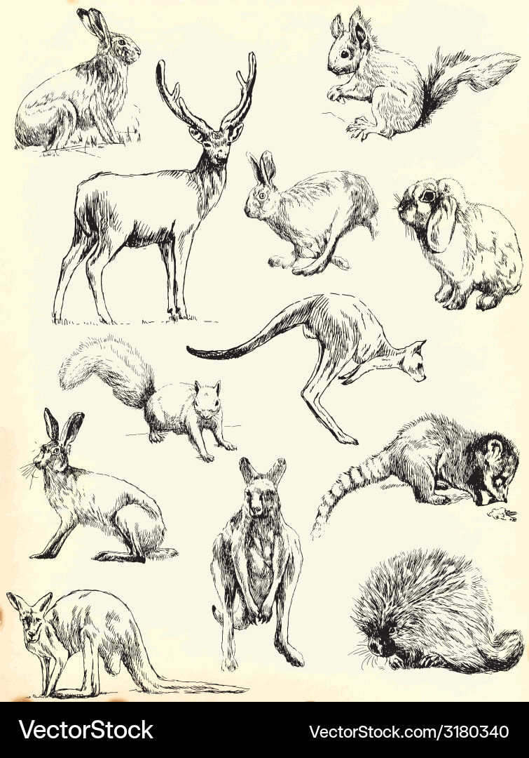 Animals Royalty Free Vector Image - VectorStock