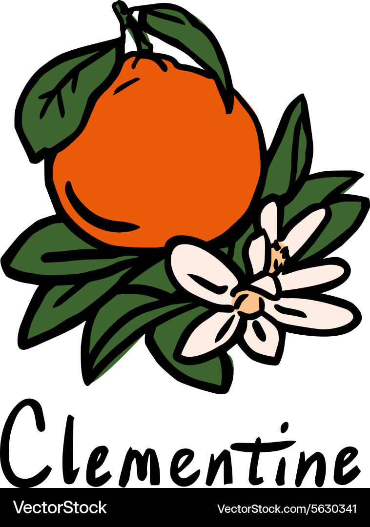 Clementine fruit Royalty Free Vector Image - VectorStock