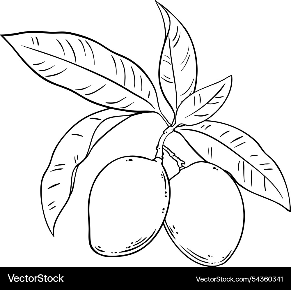 Mango branch isolated outline Royalty Free Vector Image