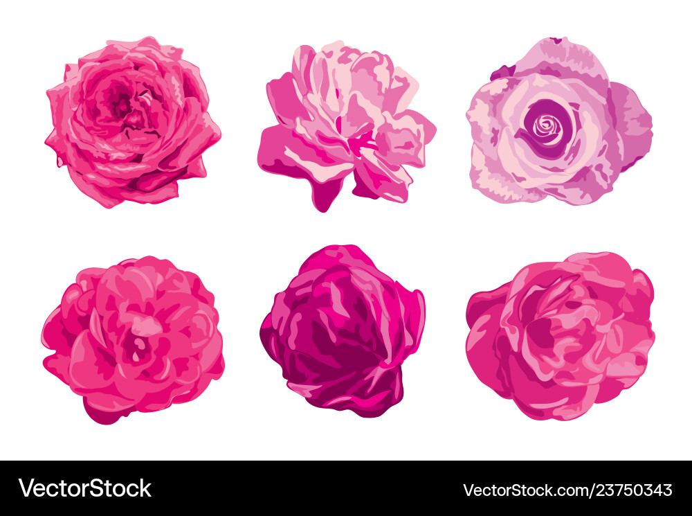 Rose flowers set Royalty Free Vector Image - VectorStock