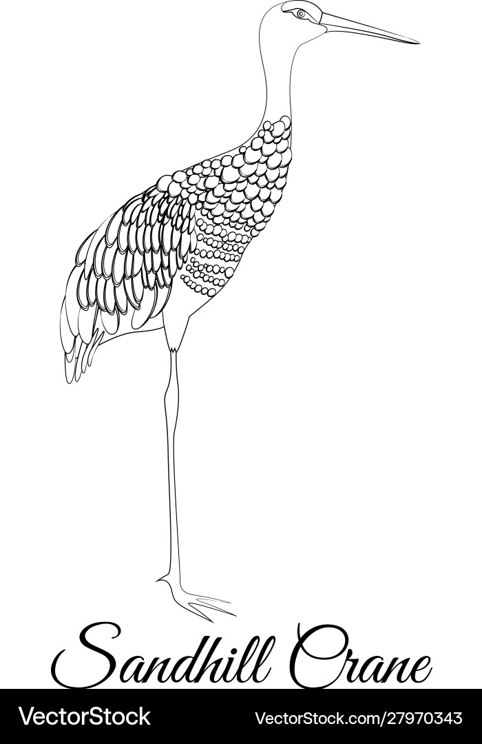 Sandhill Kran Umriss Färbung Lizenzfreies Vektorbild