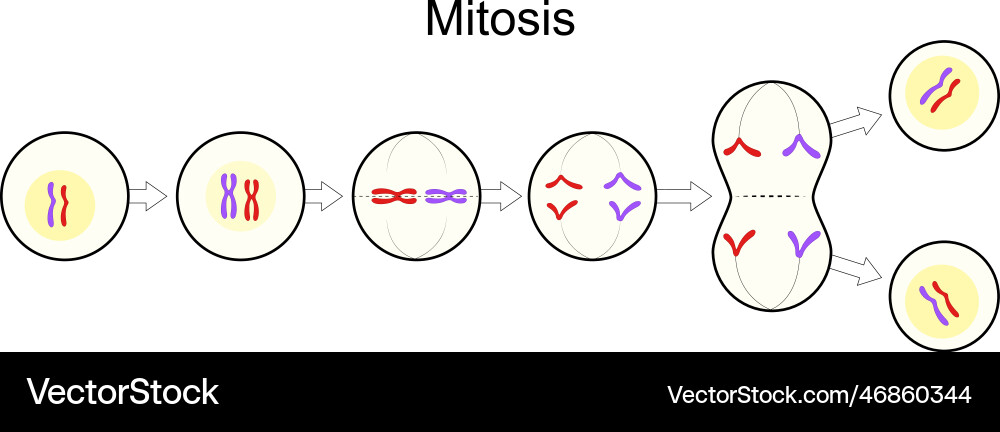 Mitosis cell division asexual reproduction Vector Image
