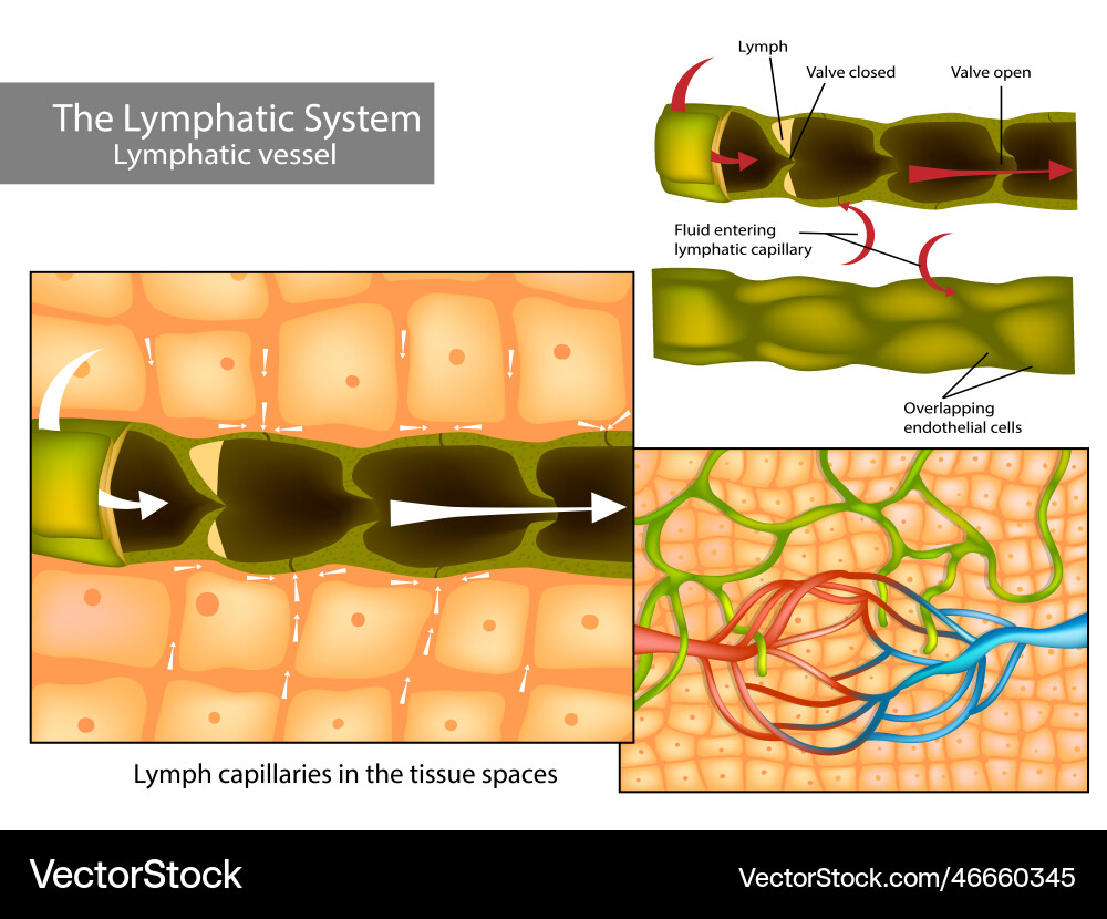 Lymph capillaries in the tissue spaces lymphatic Vector Image