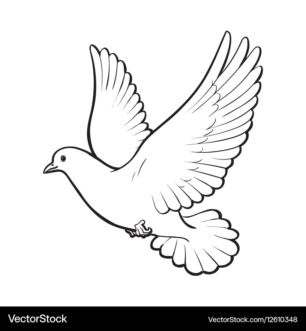 White Dove Flying Drawing 2,219 White Dove Flying High Res Vector