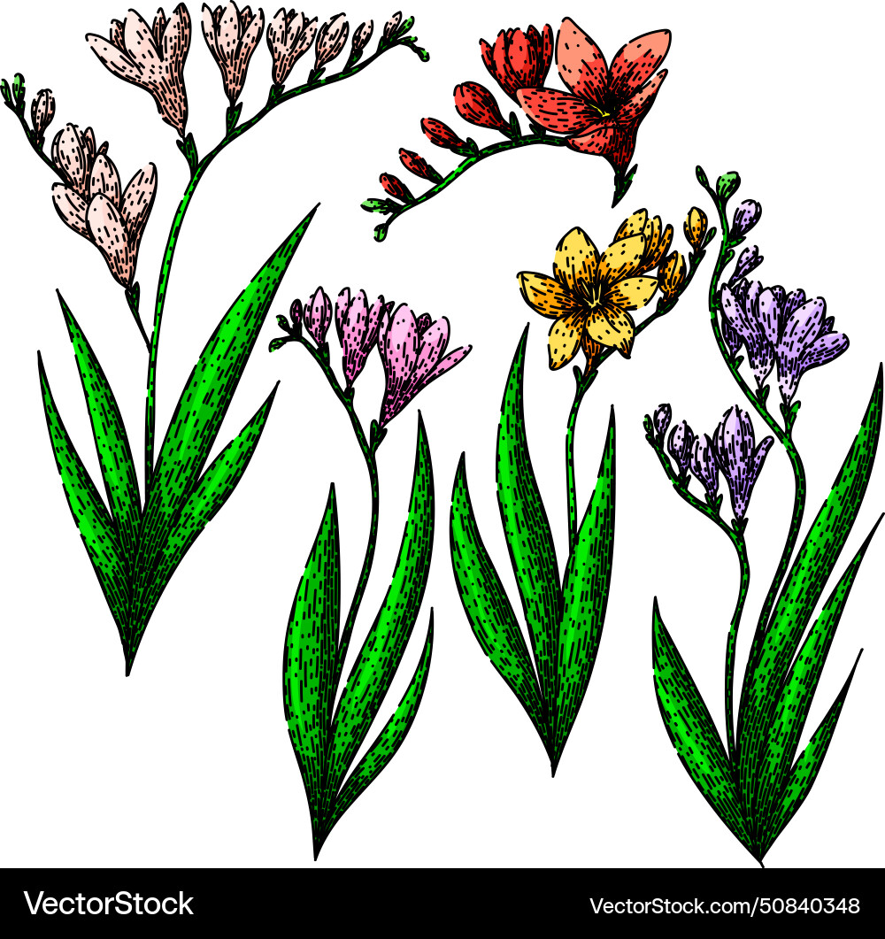 Freesia set sketch hand drawn Royalty Free Vector Image