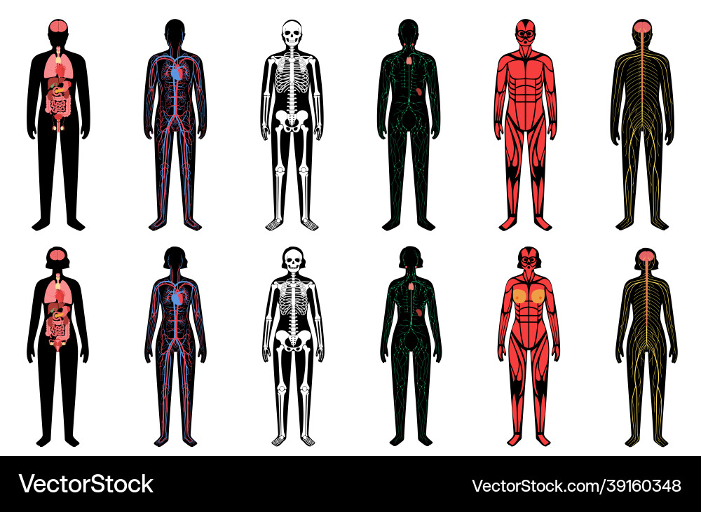 Human body systems Royalty Free Vector Image - VectorStock